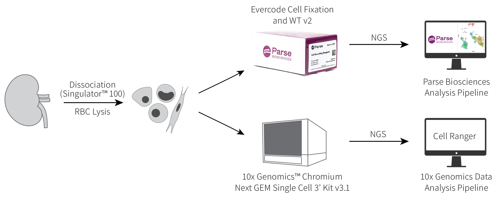 Evercode™ WT v2 vs. Chromium™ Next GEM Single Cell 3’ Kit v3.1 in Mouse Kidney Cells - Parse ...