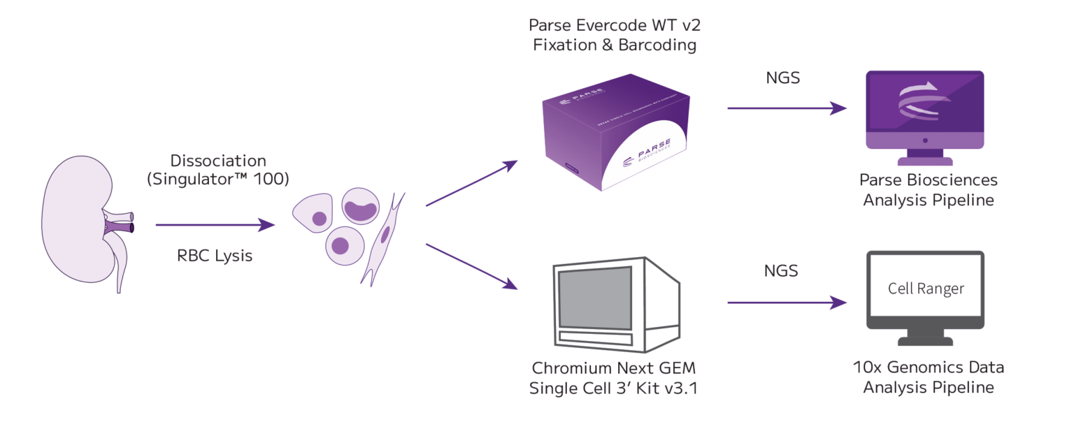 Evercode™ WT v2 vs. Chromium™ Next GEM Single Cell 3’ Kit v3.1 in Mouse Kidney Cells - Parse ...