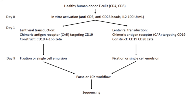Evercode TCR Compared with Chromium V(D)J on Activated Human CAR T Cells - Parse Biosciences