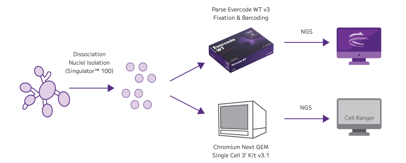 Evercode™ WT v3 and Chromium™ Next GEM Single Cell 3’ Kit v3.1 in Mouse ...