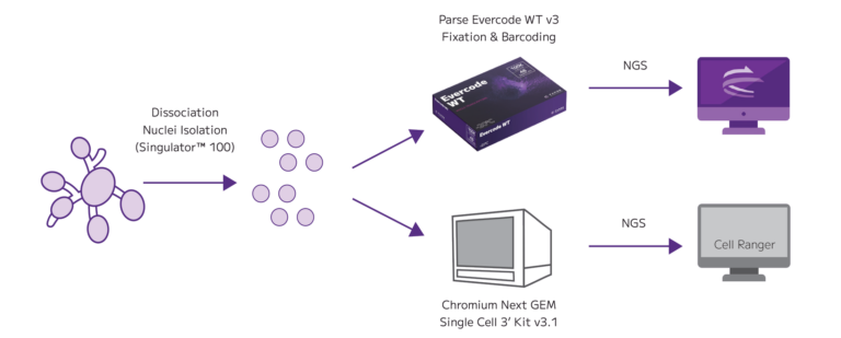 Evercode™ WT v3 and Chromium™ Next GEM Single Cell 3’ Kit v3.1 in Mouse ... Evercode™ WT v3 and Chromium™ Next GEM Single Cell 3’ Kit v3.1 in Mouse ...