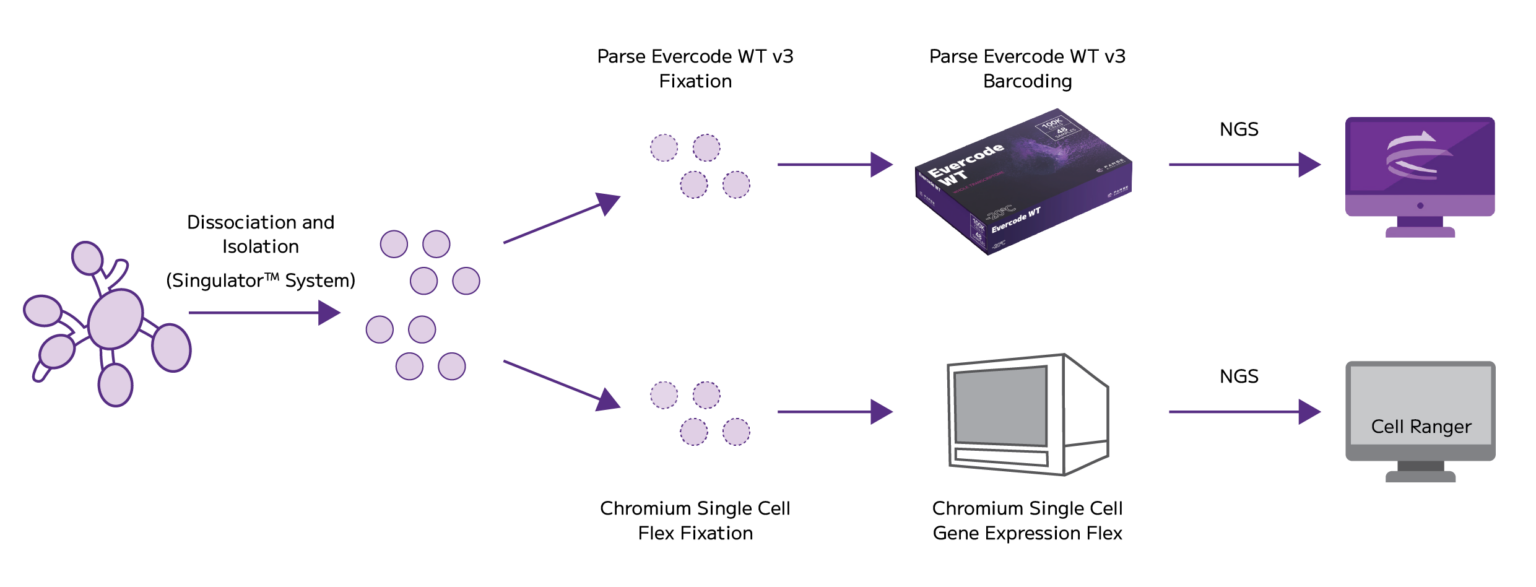 Evercode™ WT v3 and Chromium™ Single Cell Gene Expression Flex Kit in Fixed Mouse Lymph Node ...