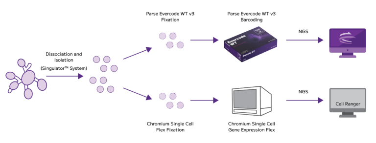 Evercode™ Wt V3 And Chromium™ Single Cell Gene Expression Flex Kit In