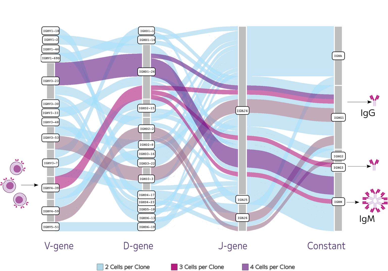 Evercode BCR - Parse Biosciences