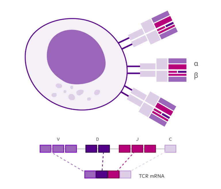 TCR: Single Cell Immune Profiling - Parse Biosciences