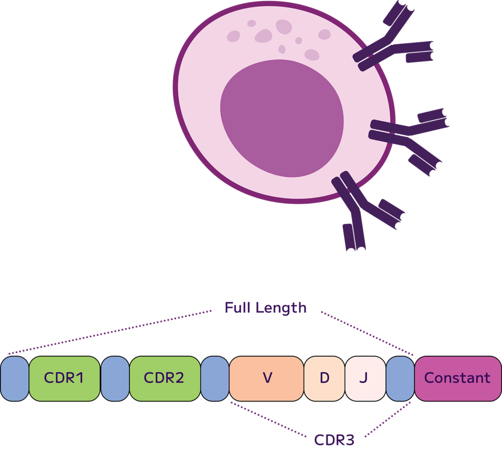 Introducing the New Evercode BCR and Enhanced Evercode TCR - Parse ... Introducing the New Evercode BCR and Enhanced Evercode TCR - Parse ...
