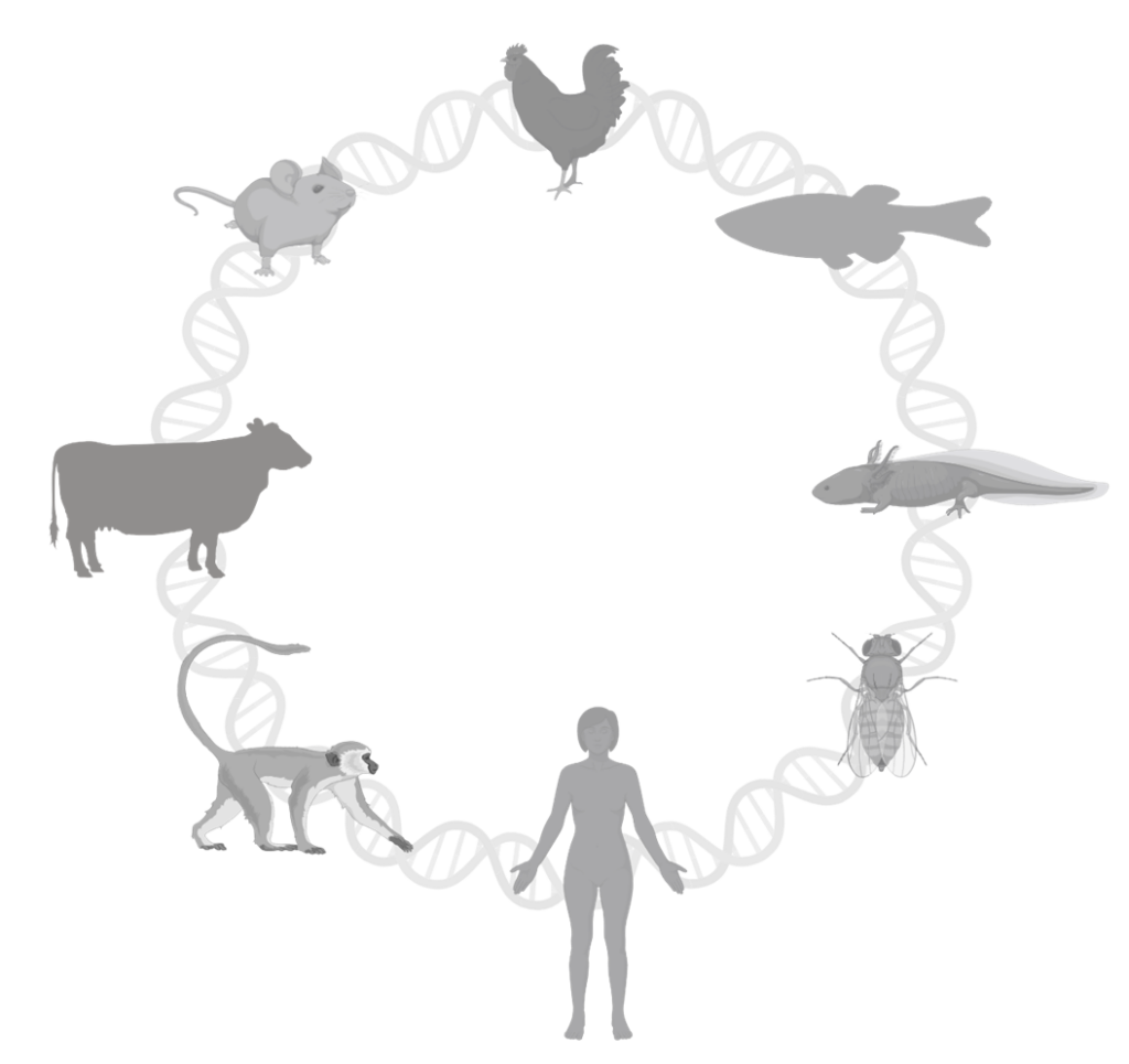 Revolutionizing Medical Research: The Critical Role of Diverse Animal ...