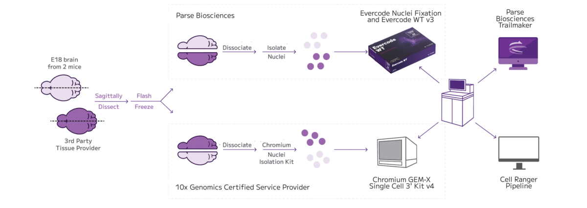 Comparison of Evercode™ WT v3 and Chromium™ GEM-X Single Cell 3’ Kit v4 ...