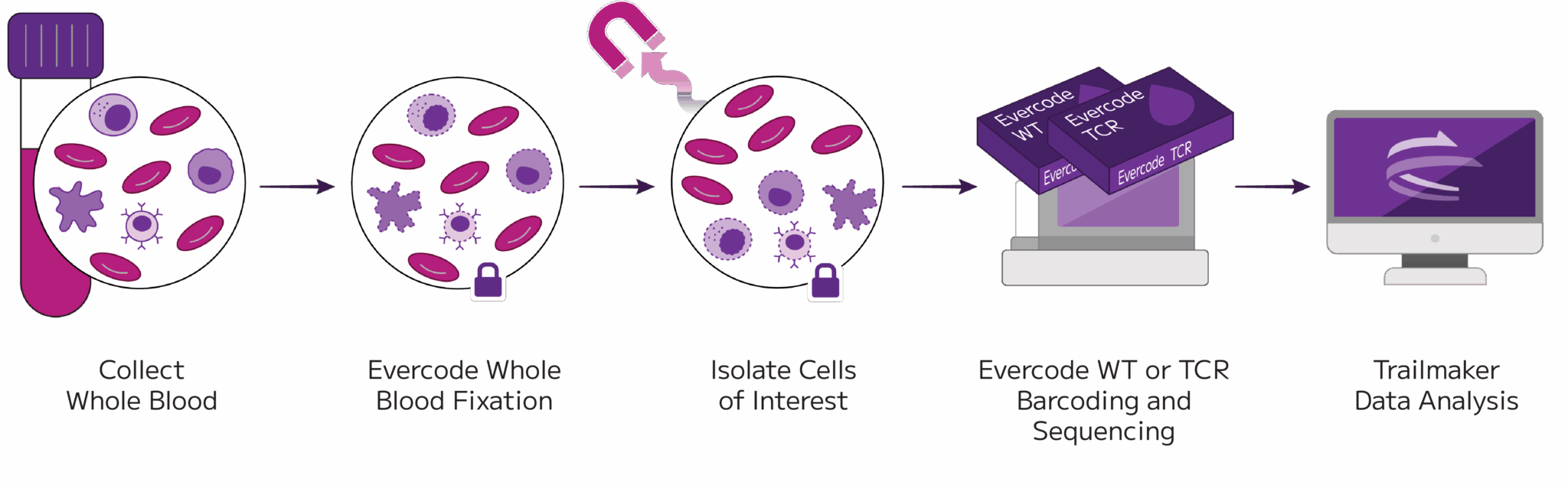 Evercode Whole Blood Fixation - Parse Biosciences